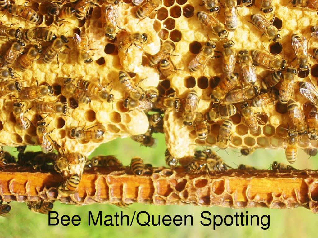 PPT - Bee Math/Queen Spotting PowerPoint Presentation, free download ...