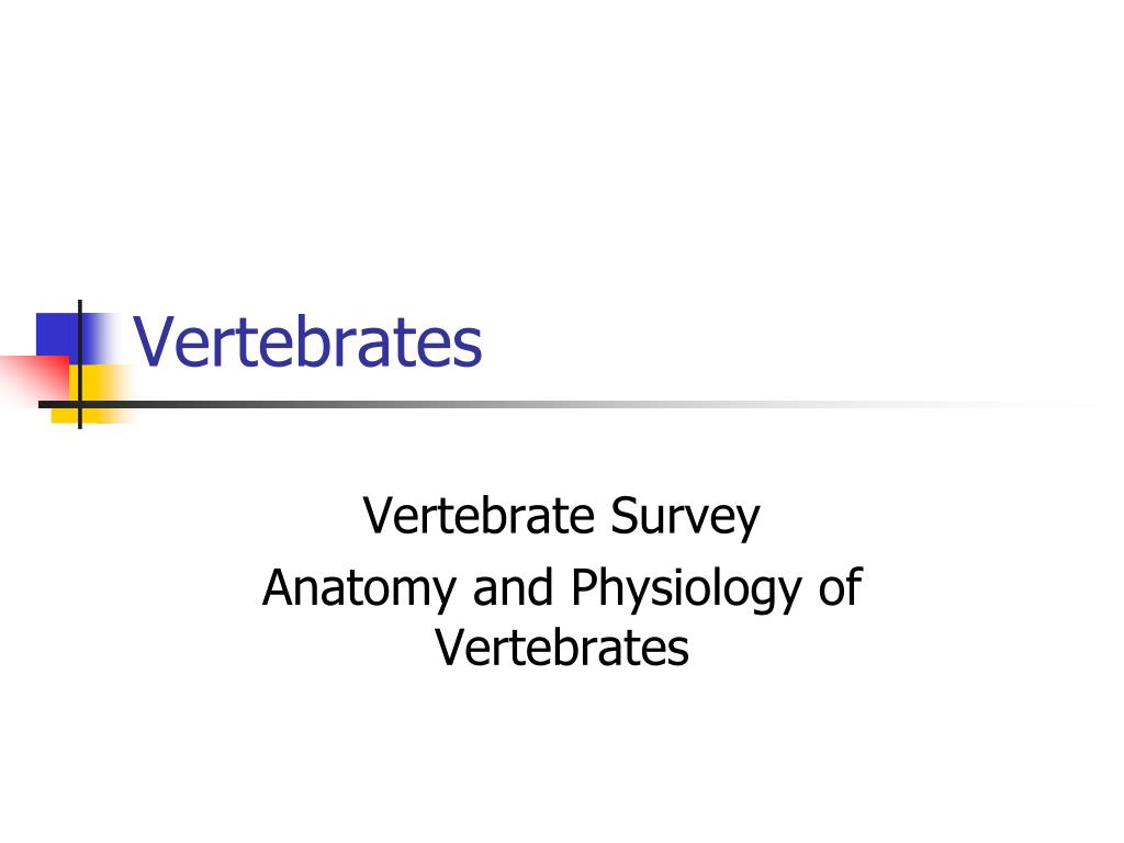 PPT - Vertebrates PowerPoint Presentation, free download - ID:1491365