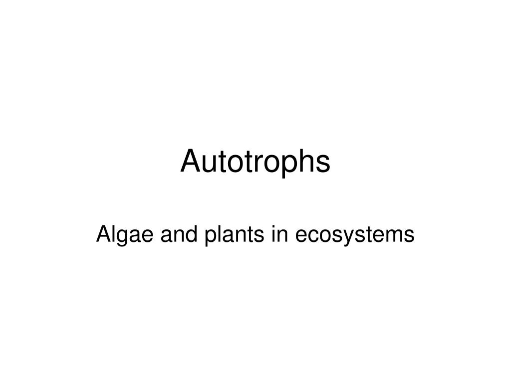 PPT - Autotrophs PowerPoint Presentation, free download - ID:150430