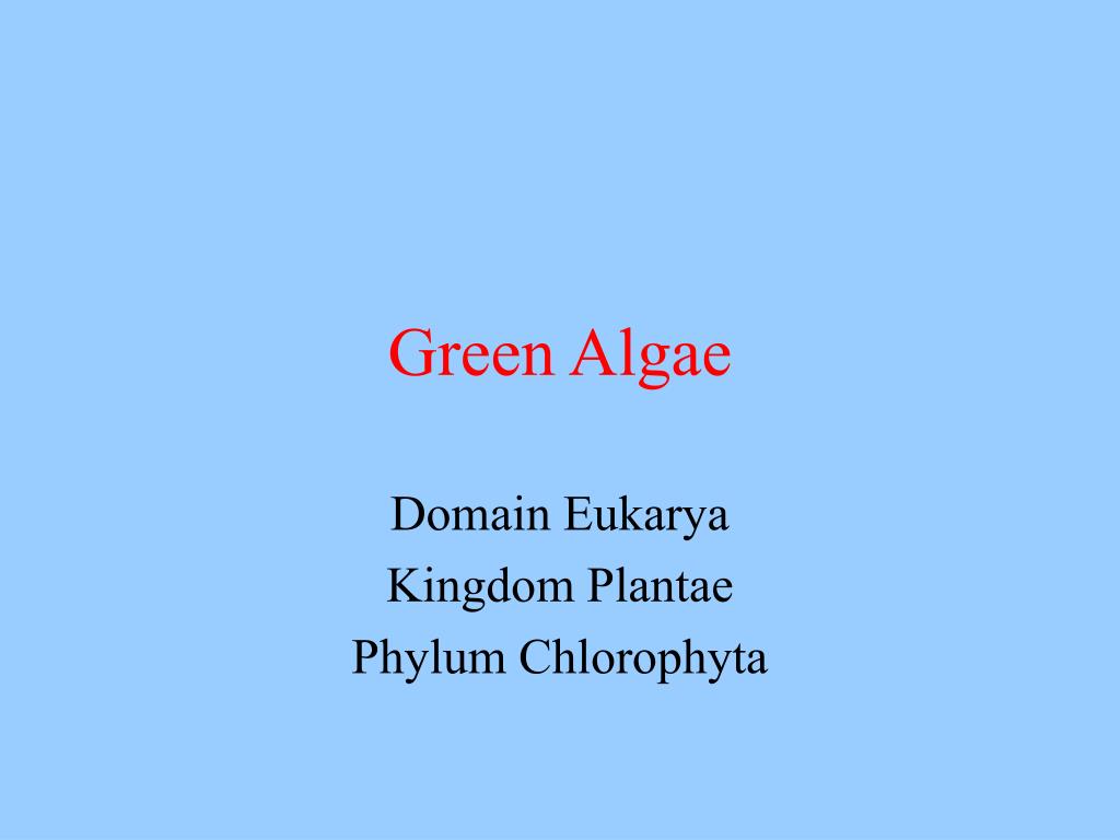 PPT - Green Algae PowerPoint Presentation, free download - ID:150435