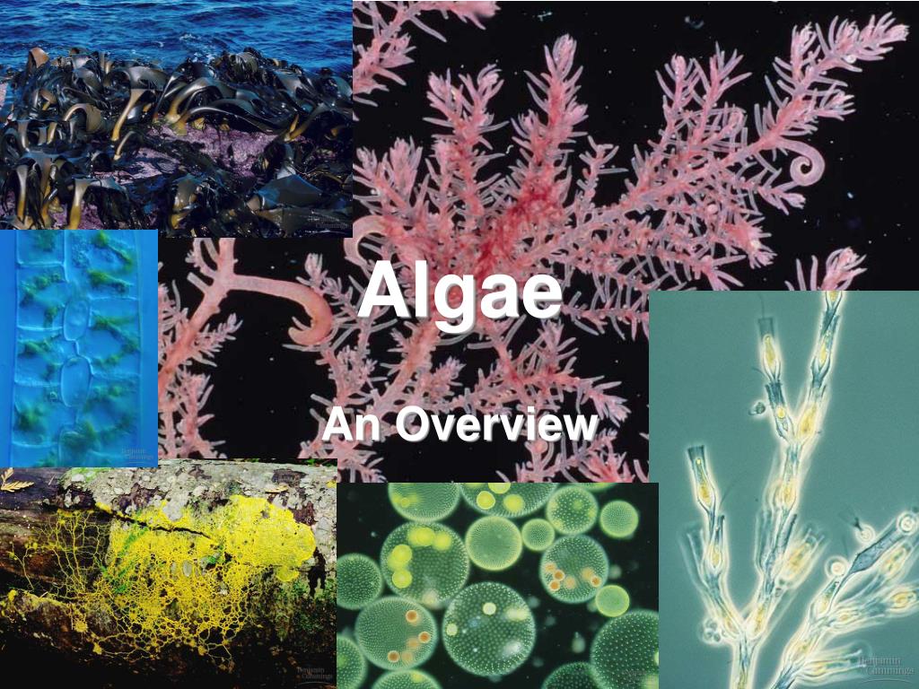 PPT - Algae PowerPoint Presentation, free download - ID:150445