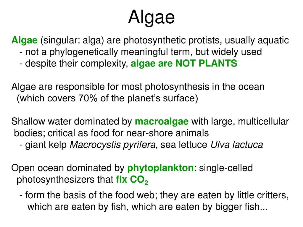 PPT - Algae PowerPoint Presentation, free download - ID:150448