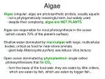 PPT - Algae PowerPoint Presentation, free download - ID:1390513
