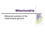 PPT - MITOCHONDRIA STRUCTURE PowerPoint Presentation, free download ...
