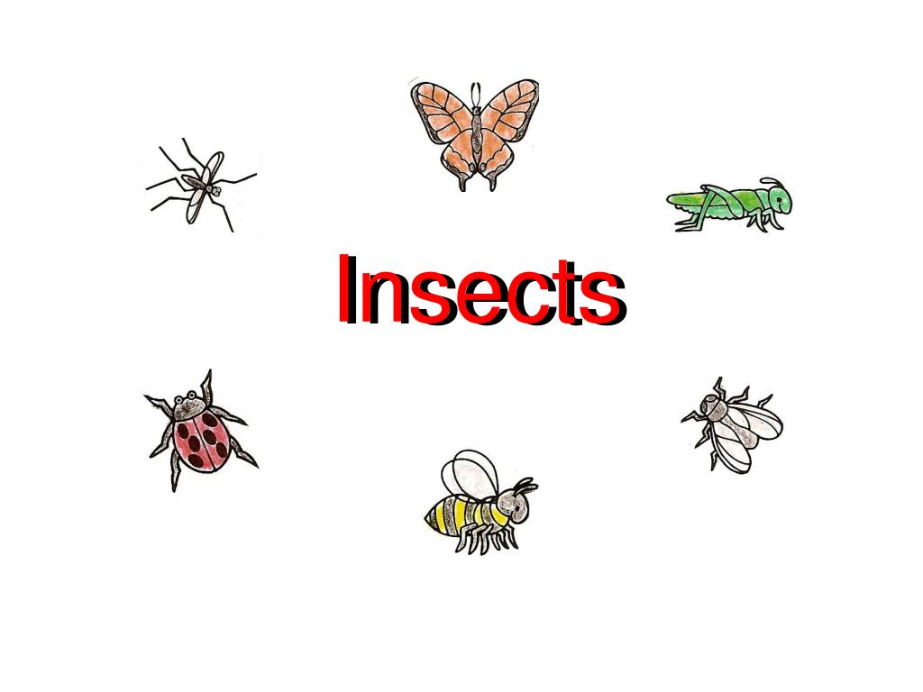 PPT - Insects PowerPoint Presentation, free download - ID:15204