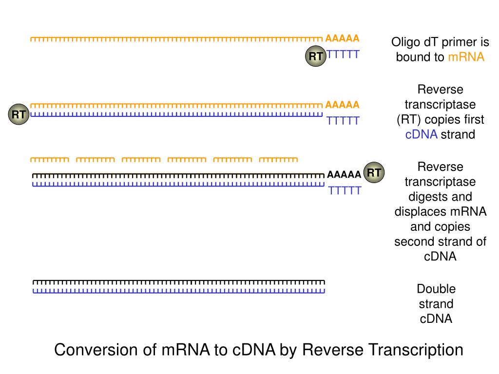 PPT - Double strand cDNA PowerPoint Presentation, free download - ID:152539