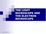 PPT - The History of the Light Microscope PowerPoint Presentation, free ...