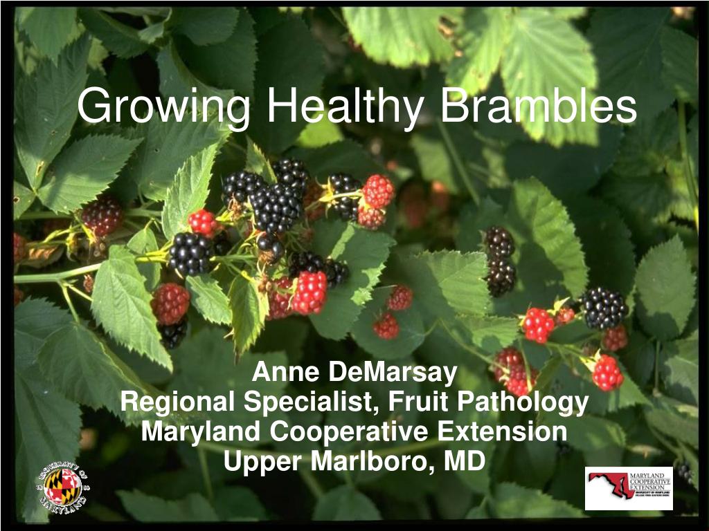 PPT - Growing Healthy Brambles PowerPoint Presentation, free download ...