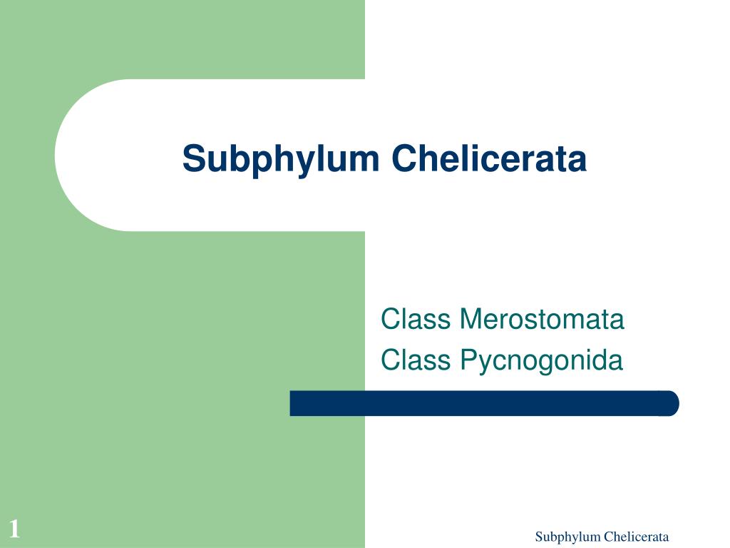PPT - Subphylum Chelicerata PowerPoint Presentation, free download - ID ...