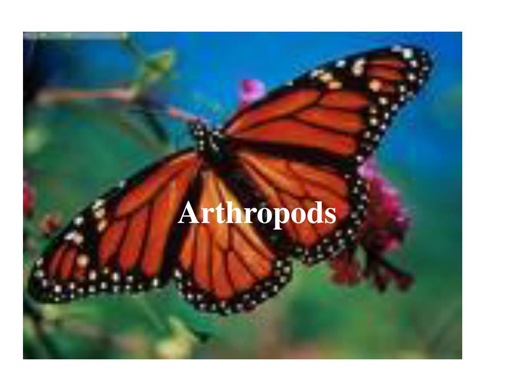 PPT - Arthropods PowerPoint Presentation, free download - ID:156170
