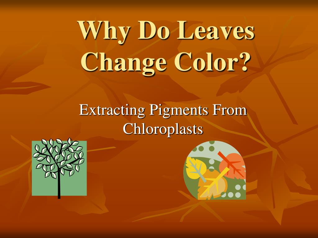 PPT - Why Do Leaves Change Color? PowerPoint Presentation, free ...