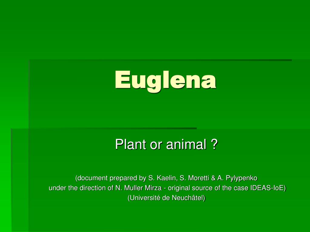 PPT - Euglena PowerPoint Presentation, free download - ID:156443