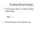 PPT - Feeding relationships PowerPoint Presentation, free download - ID ...