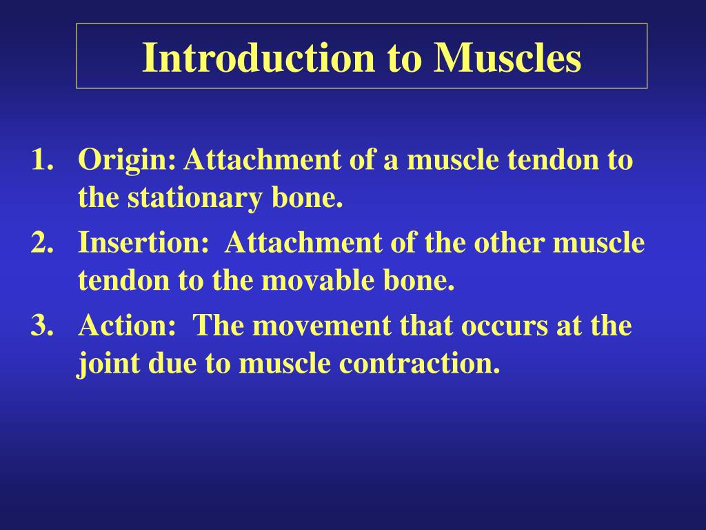 PPT - Introduction to Muscles PowerPoint Presentation, free download ...