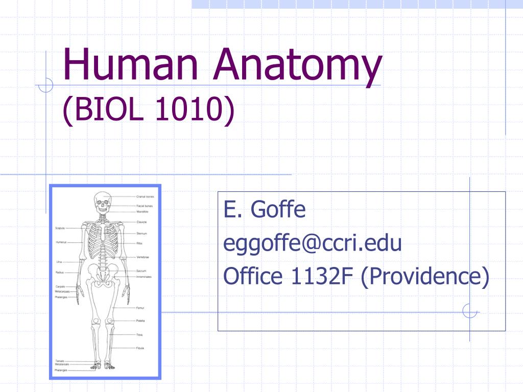 PPT - Human Anatomy (BIOL 1010) PowerPoint Presentation, free download ...
