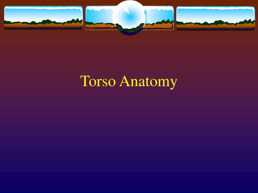 PPT - Torso Anatomy PowerPoint Presentation, free download - ID:159028