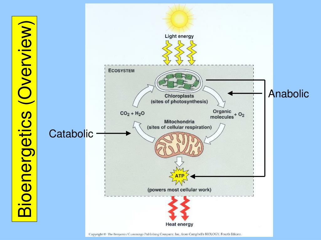 PPT - Bioenergetics (Overview) PowerPoint Presentation, free download ...