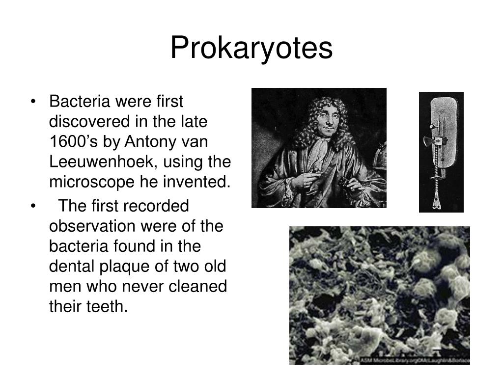 PPT - Prokaryotes PowerPoint Presentation, free download - ID:161796