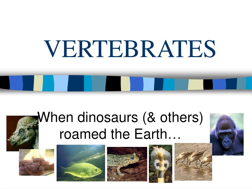PPT - VERTEBRATES PowerPoint Presentation, free download - ID:162792