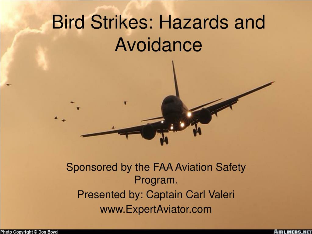 PPT - Bird Strikes: Hazards and Avoidance PowerPoint Presentation, free ...