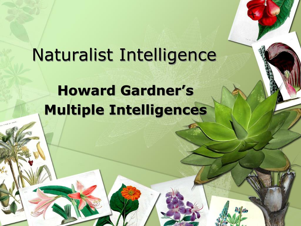 PPT - Naturalist Intelligence PowerPoint Presentation, free download ...