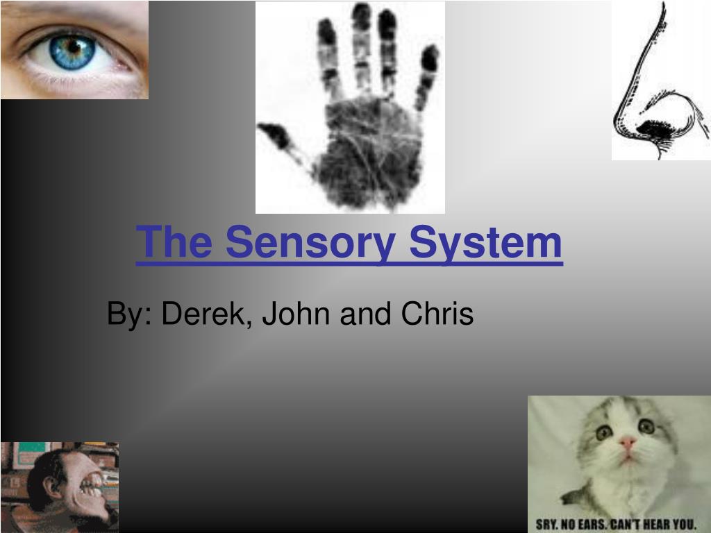 PPT - The Sensory System PowerPoint Presentation, free download - ID:168217