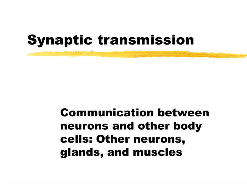 PPT - Synaptic transmission PowerPoint Presentation, free download - ID ...