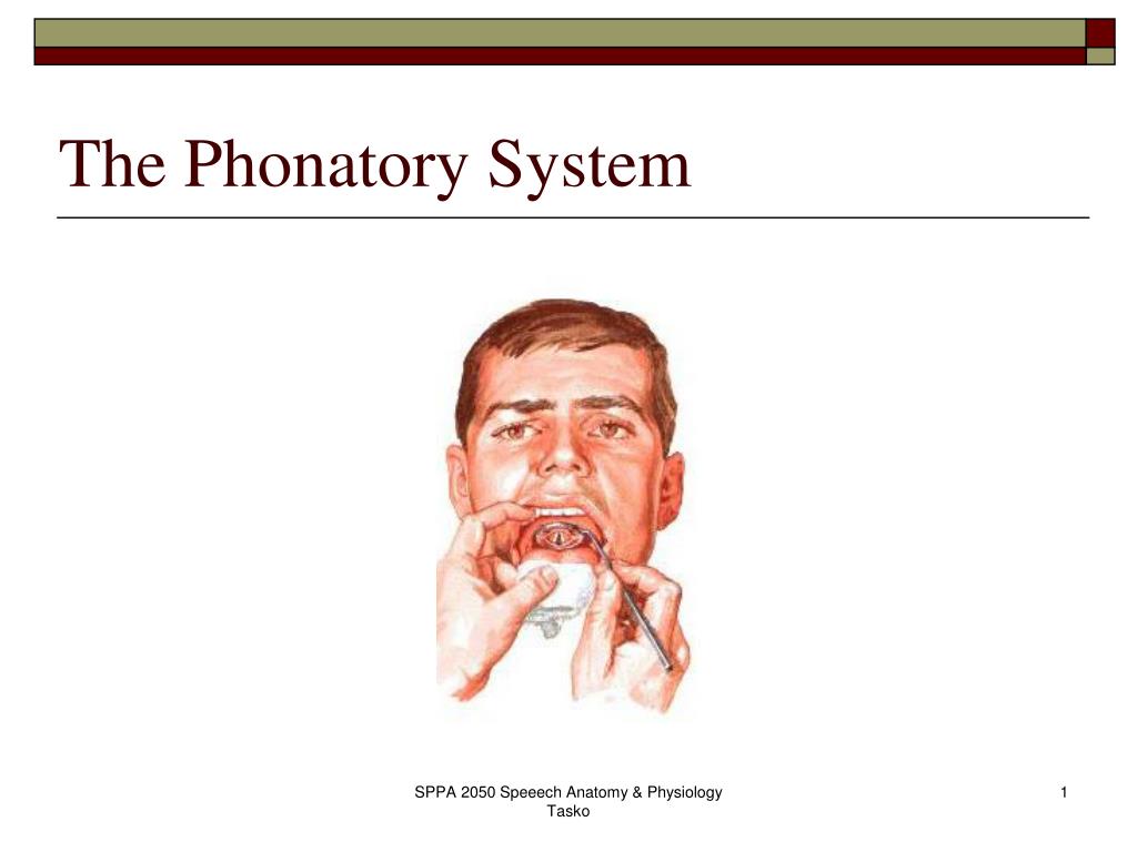 PPT - The Phonatory System PowerPoint Presentation, free download - ID ...
