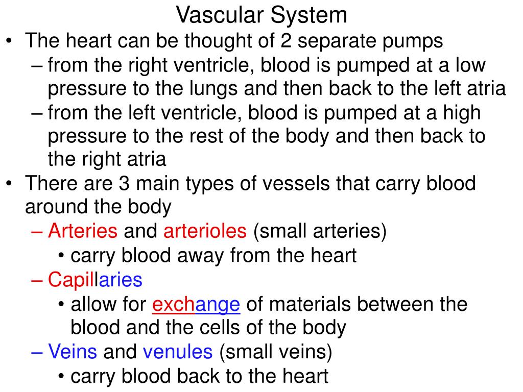 PPT - Vascular System PowerPoint Presentation, free download - ID:176238