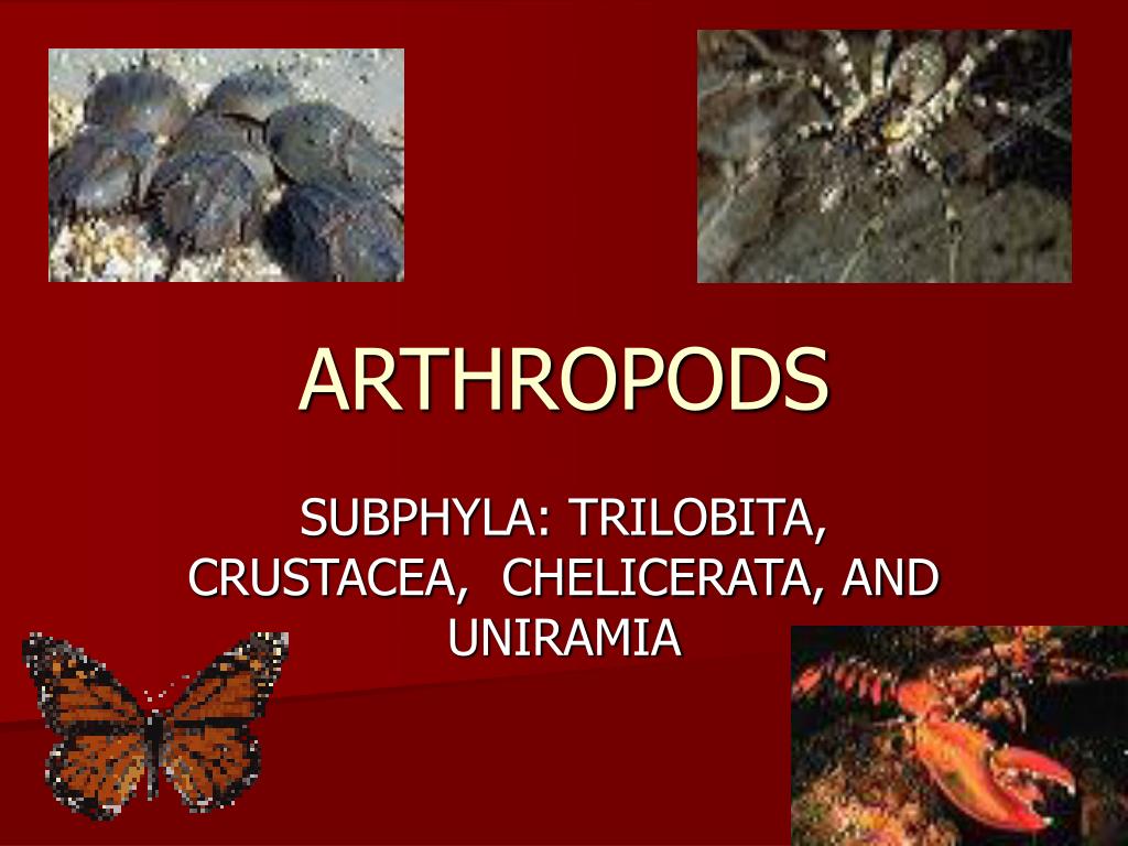 PPT - ARTHROPODS PowerPoint Presentation, free download - ID:176392