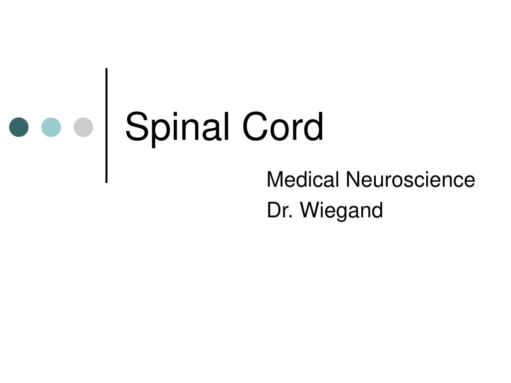 PPT - Spinal Cord PowerPoint Presentation, free download - ID:177782