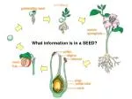 PPT - Seed Vigor and Viability: Testing, Technology and Enhancement ...