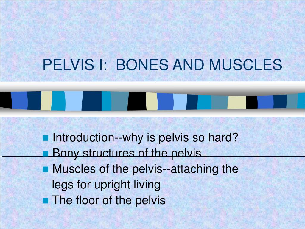 PPT - PELVIS I: BONES AND MUSCLES PowerPoint Presentation, free ...