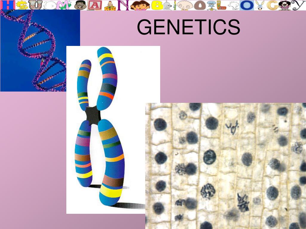 PPT - GENETICS PowerPoint Presentation, free download - ID:182578