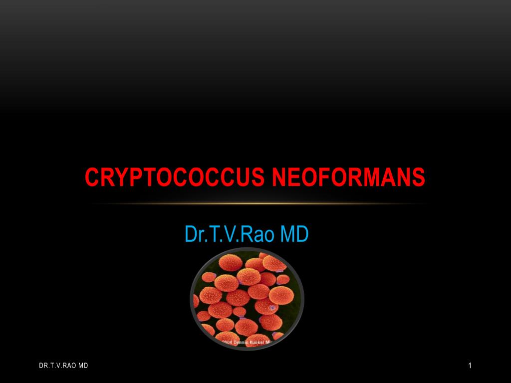 PPT - Cryptococcus neoformans PowerPoint Presentation, free download - ID:182746