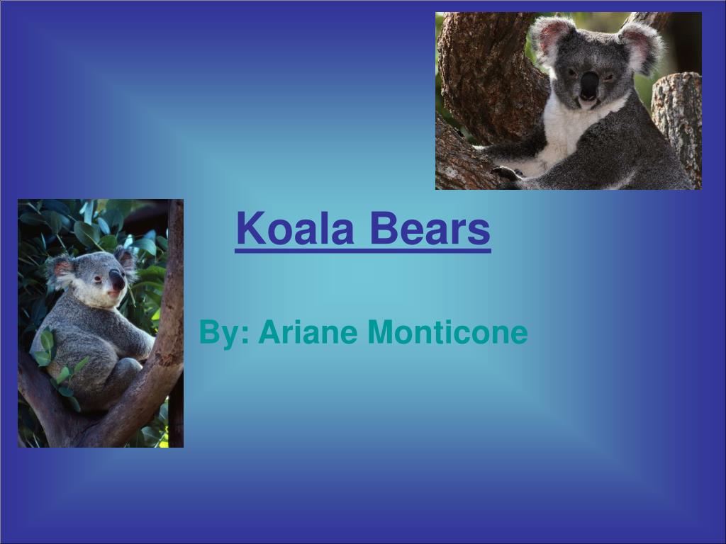 PPT - Koala Bears PowerPoint Presentation, free download - ID:182770