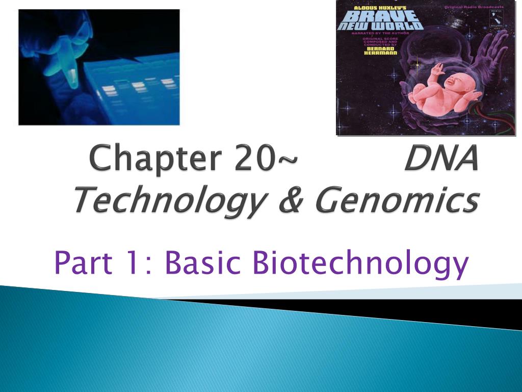 PPT - Chapter 20~ DNA Technology & Genomics PowerPoint Presentation ...