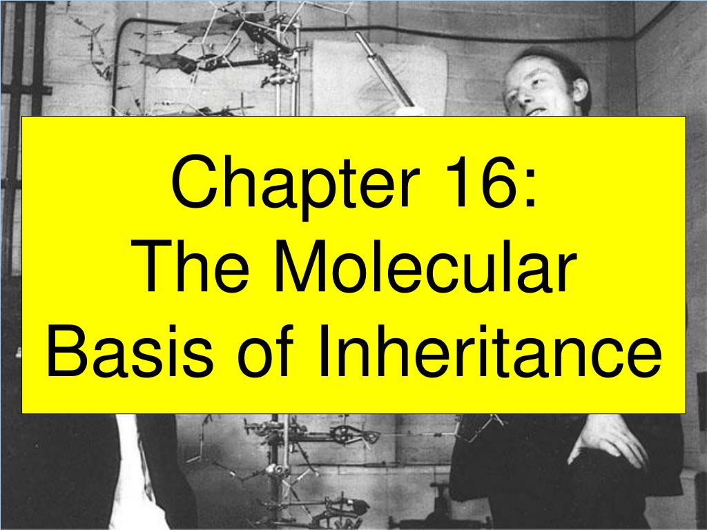PPT - Chapter 16: The Molecular Basis of Inheritance PowerPoint Presentation - ID:200782