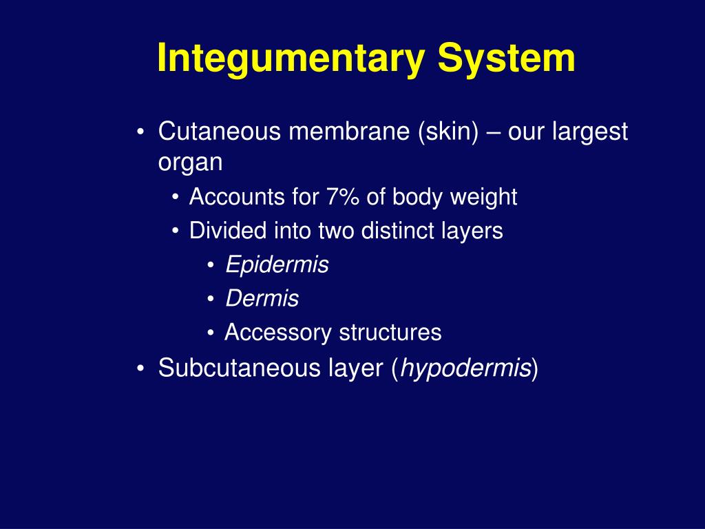 PPT - Integumentary System PowerPoint Presentation, free download - ID ...