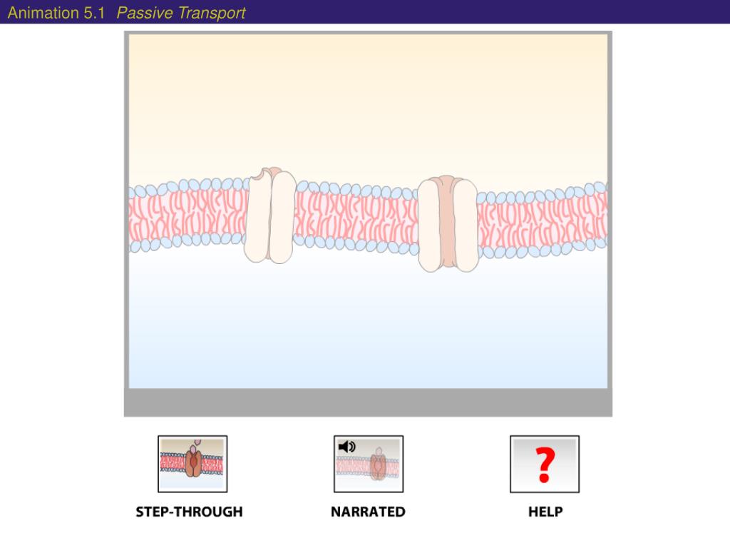 PPT - Animation 5.1 Passive Transport PowerPoint Presentation, free ...