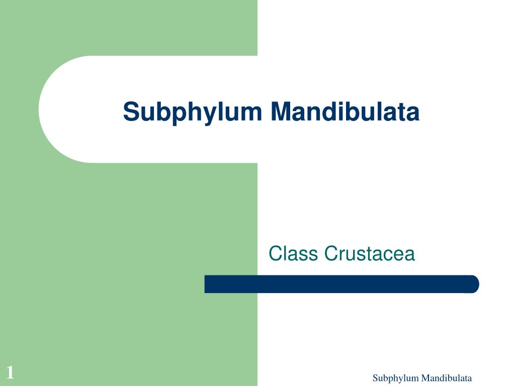 PPT - Subphylum Mandibulata PowerPoint Presentation, free download - ID ...