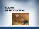 PPT - EQUINE REPRODUCTION PowerPoint Presentation, free download - ID ...