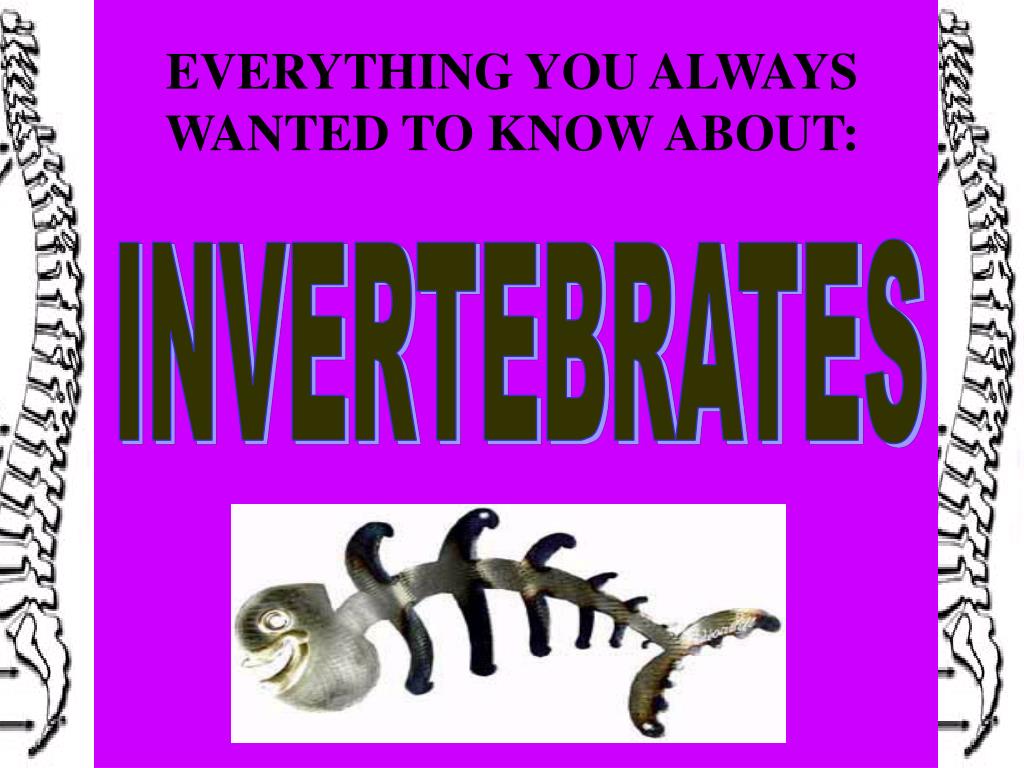 PPT - INVERTEBRATES PowerPoint Presentation, free download - ID:207558