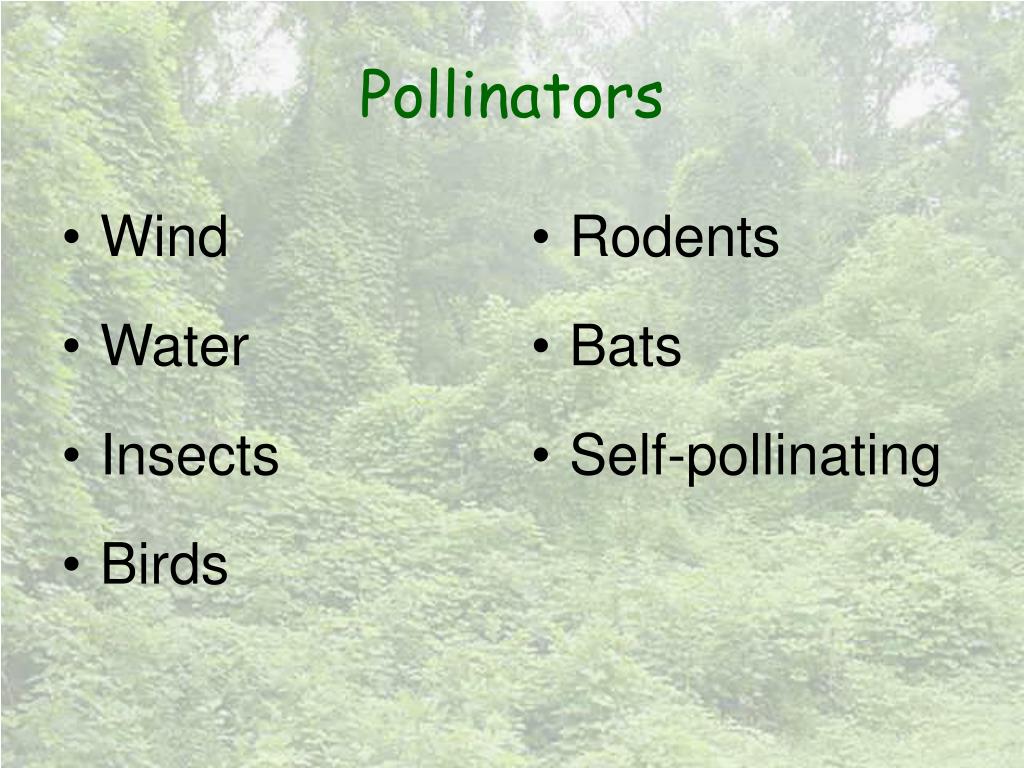 PPT - Pollinators PowerPoint Presentation, free download - ID:208660