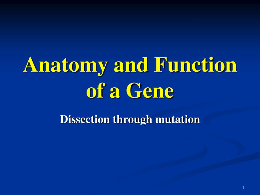 PPT - Anatomy and Function of a Gene PowerPoint Presentation, free ...