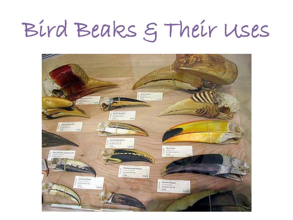 PPT - Bird Beaks & Their Uses PowerPoint Presentation, free download ...