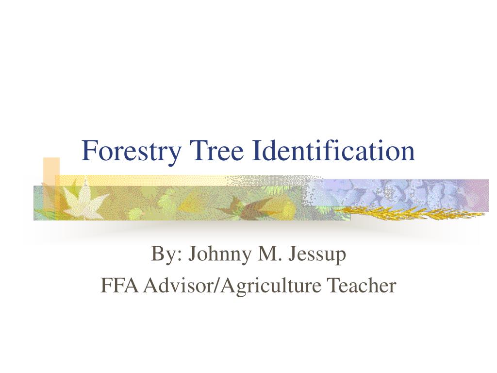 PPT - Forestry Tree Identification PowerPoint Presentation, free ...