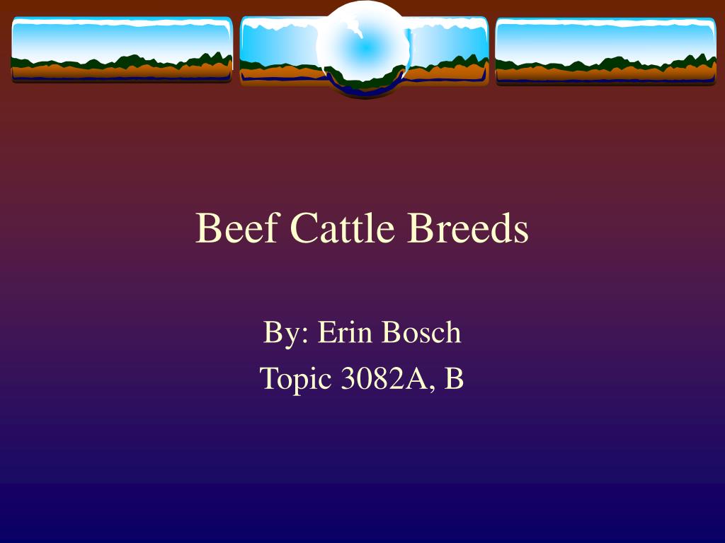 PPT - Beef Cattle Breeds PowerPoint Presentation, free download - ID:211275