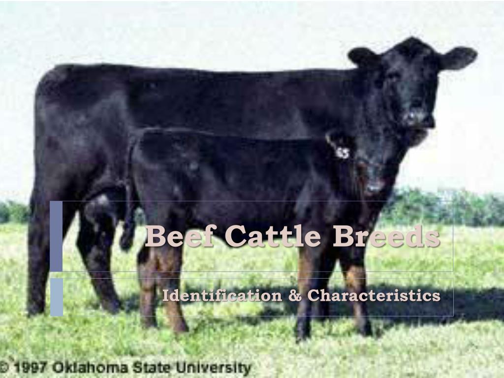 PPT - Beef Cattle Breeds PowerPoint Presentation, free download - ID:211312