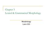 PPT - Chapter 3 Morphology PowerPoint Presentation, free download - ID:3419549
